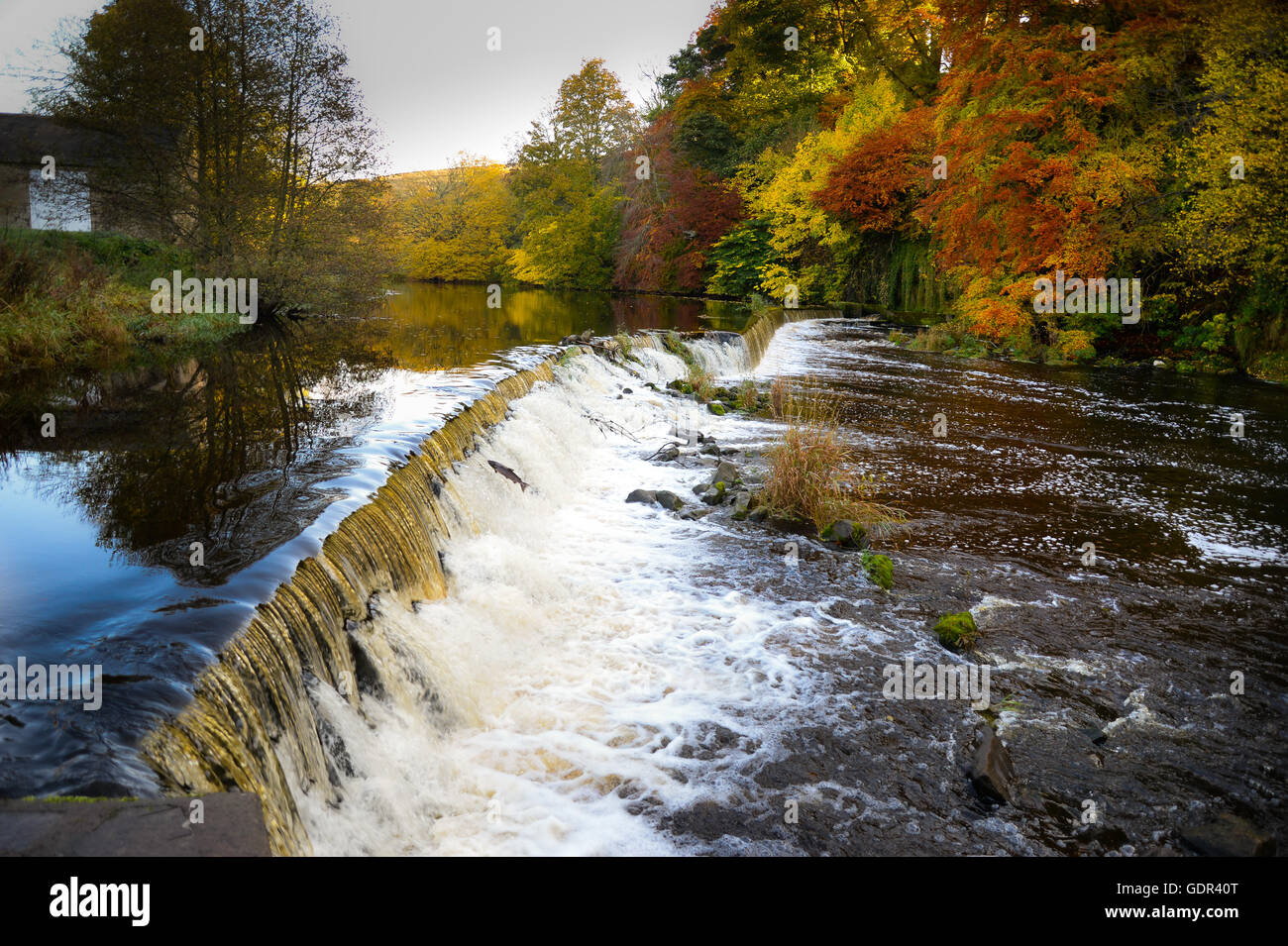 Cauld or weir on the River Till with a backend salmon trying the water ...