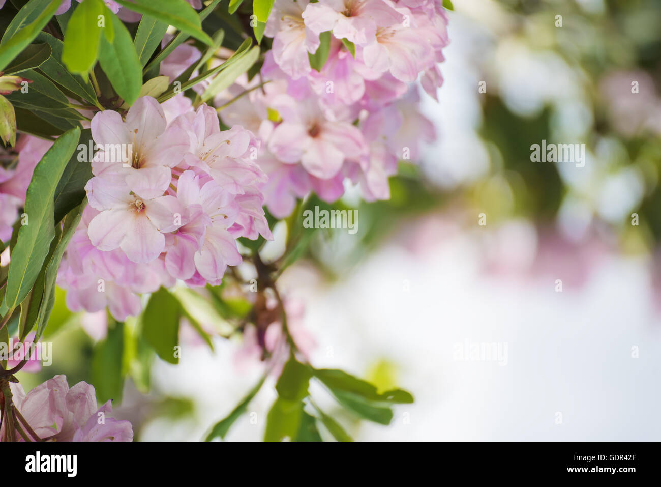 Rhododendron maximum pink flowers Stock Photo - Alamy