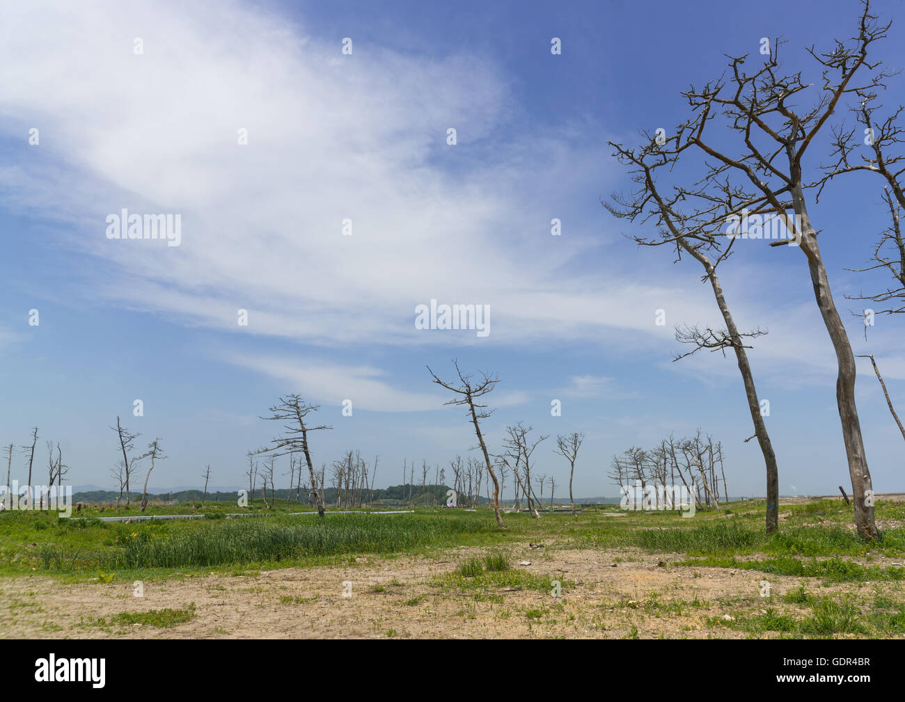 Trees in the highly contaminated area after the daiichi nuclear power ...