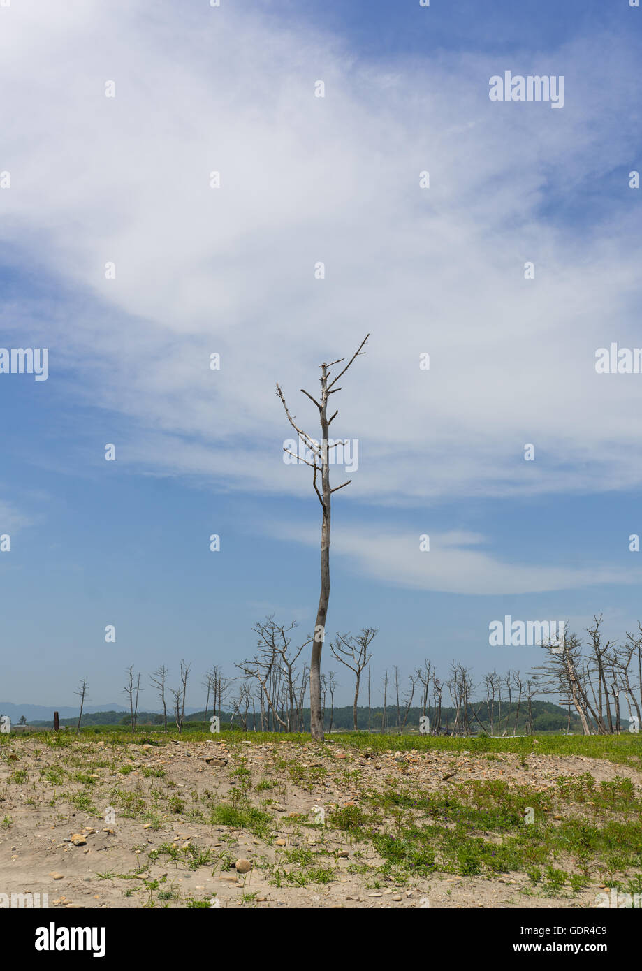 Trees in the highly contaminated area after the daiichi nuclear power ...