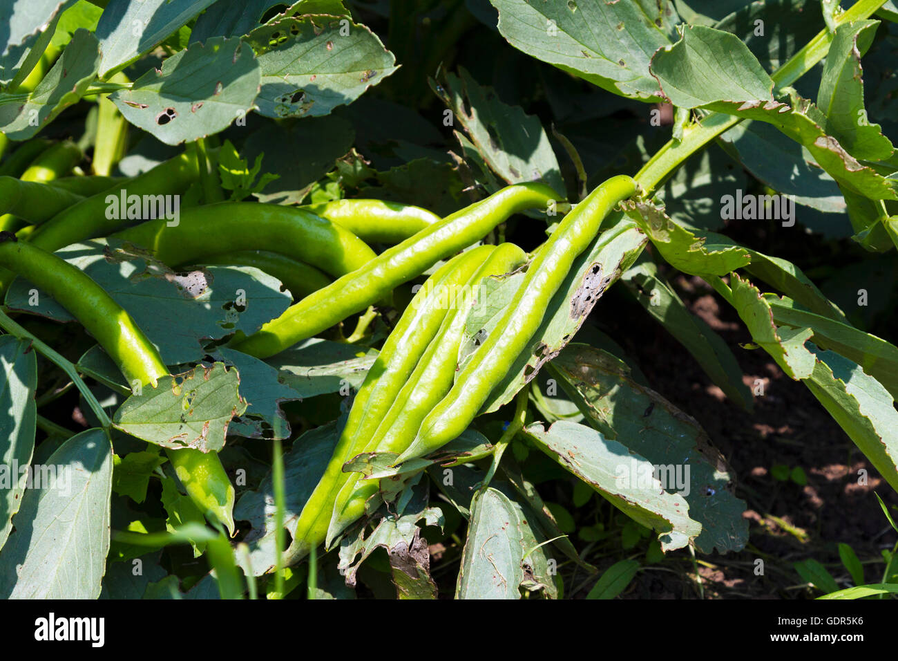 Green beans growing in a garden Stock Photo - Alamy