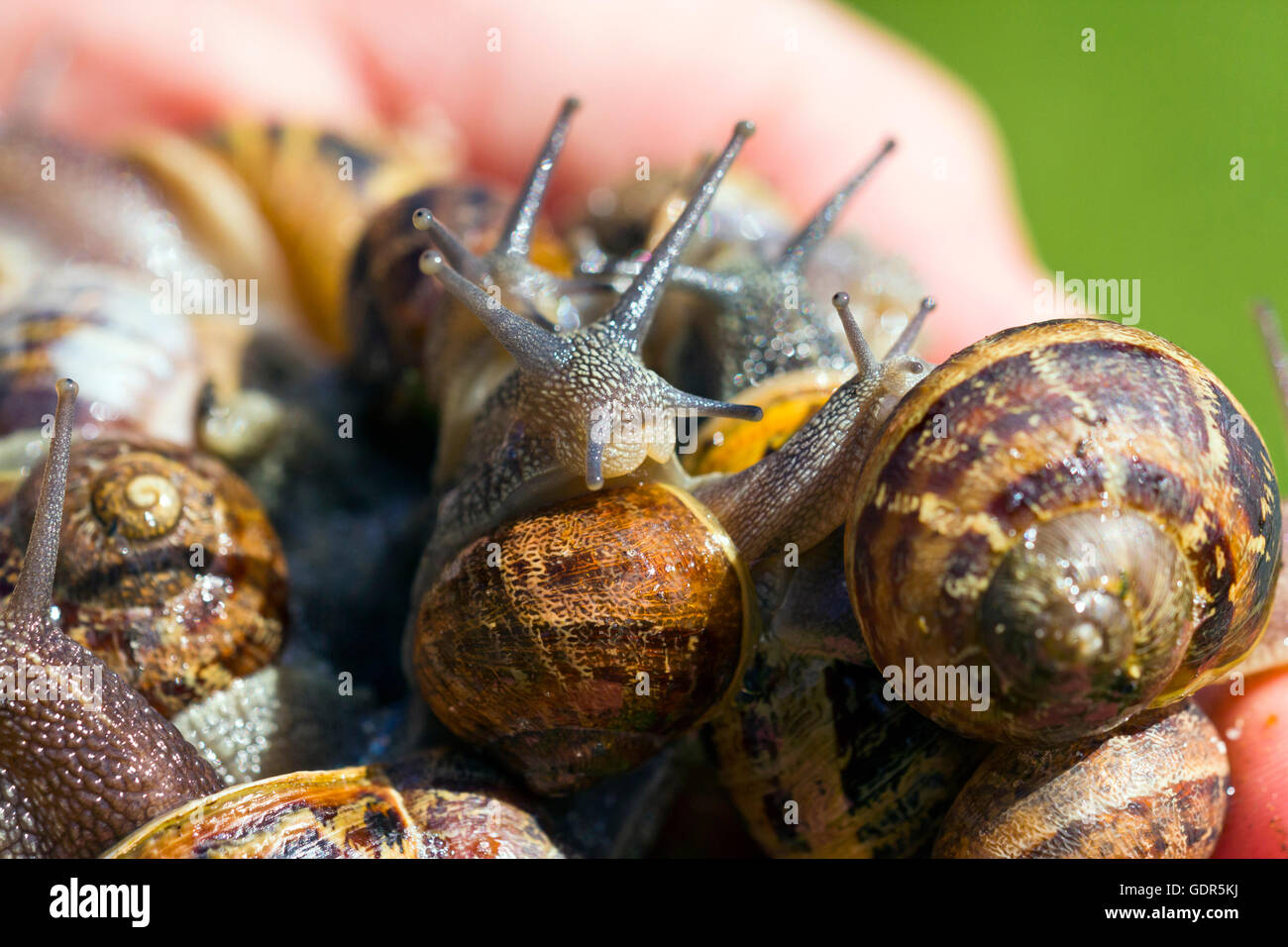 Hand holding snail hi-res stock photography and images - Alamy