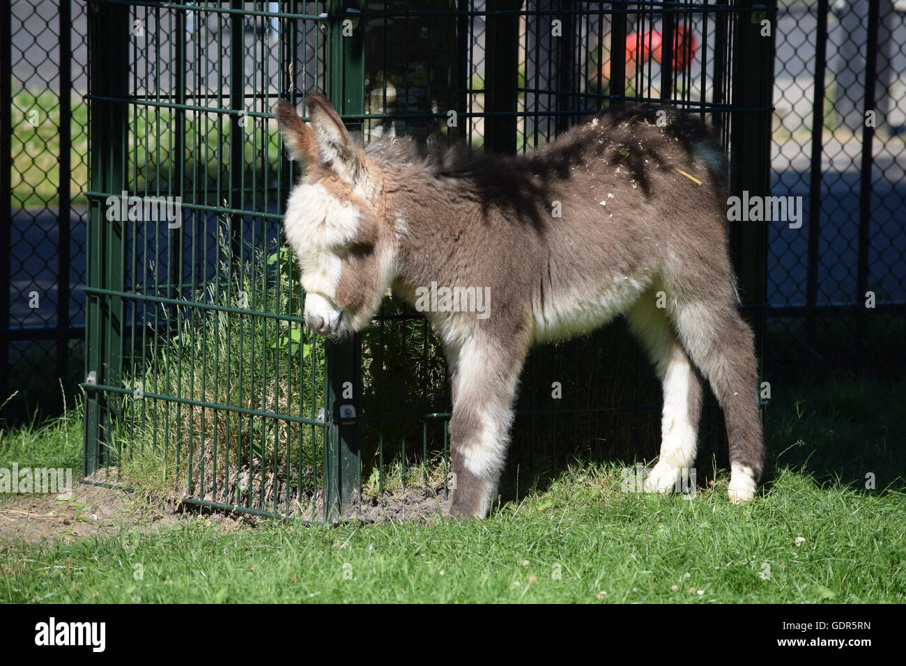 baby donkey in the park Stock Photo - Alamy