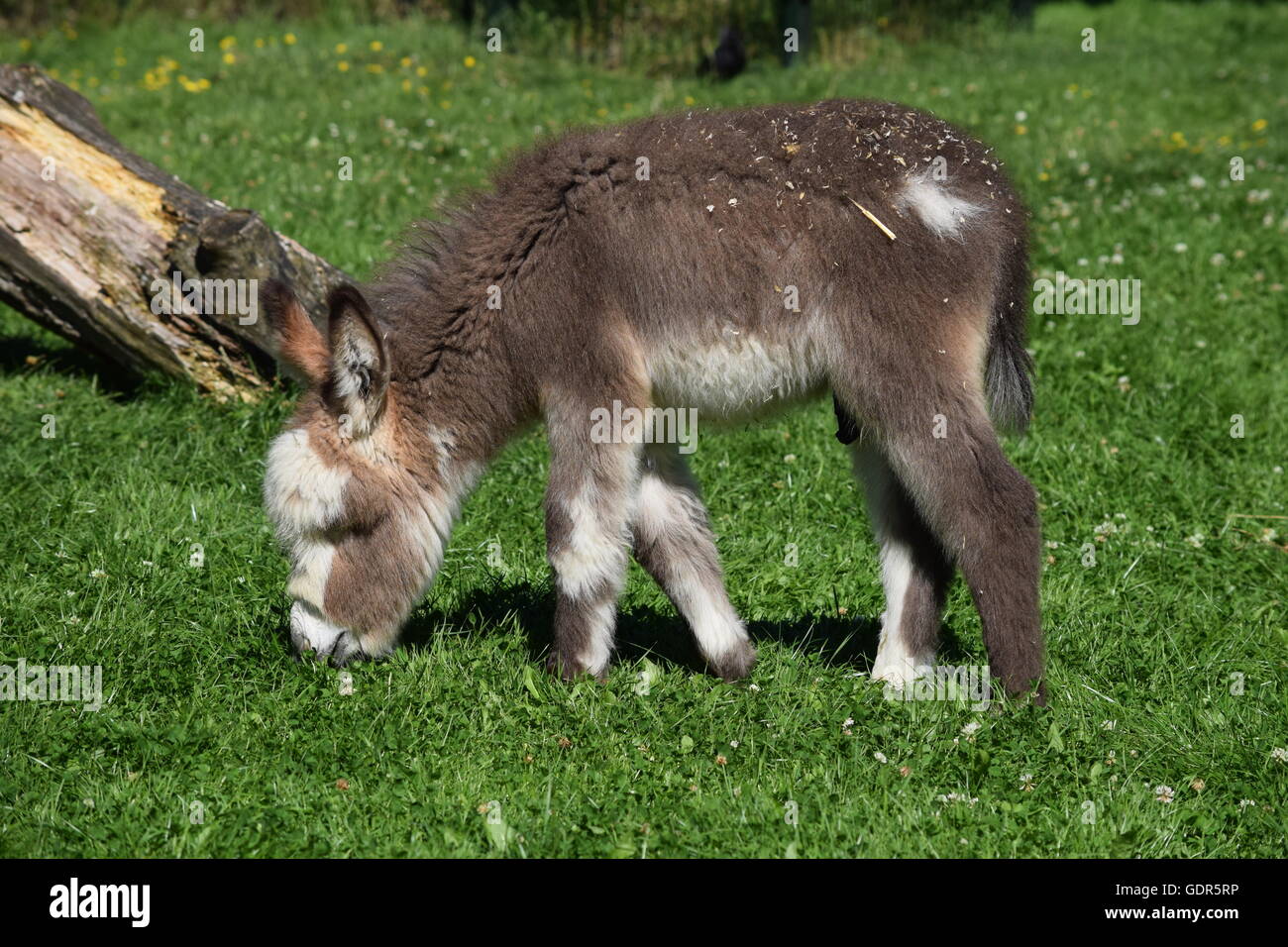 Baby donkey hi-res stock photography and images - Alamy