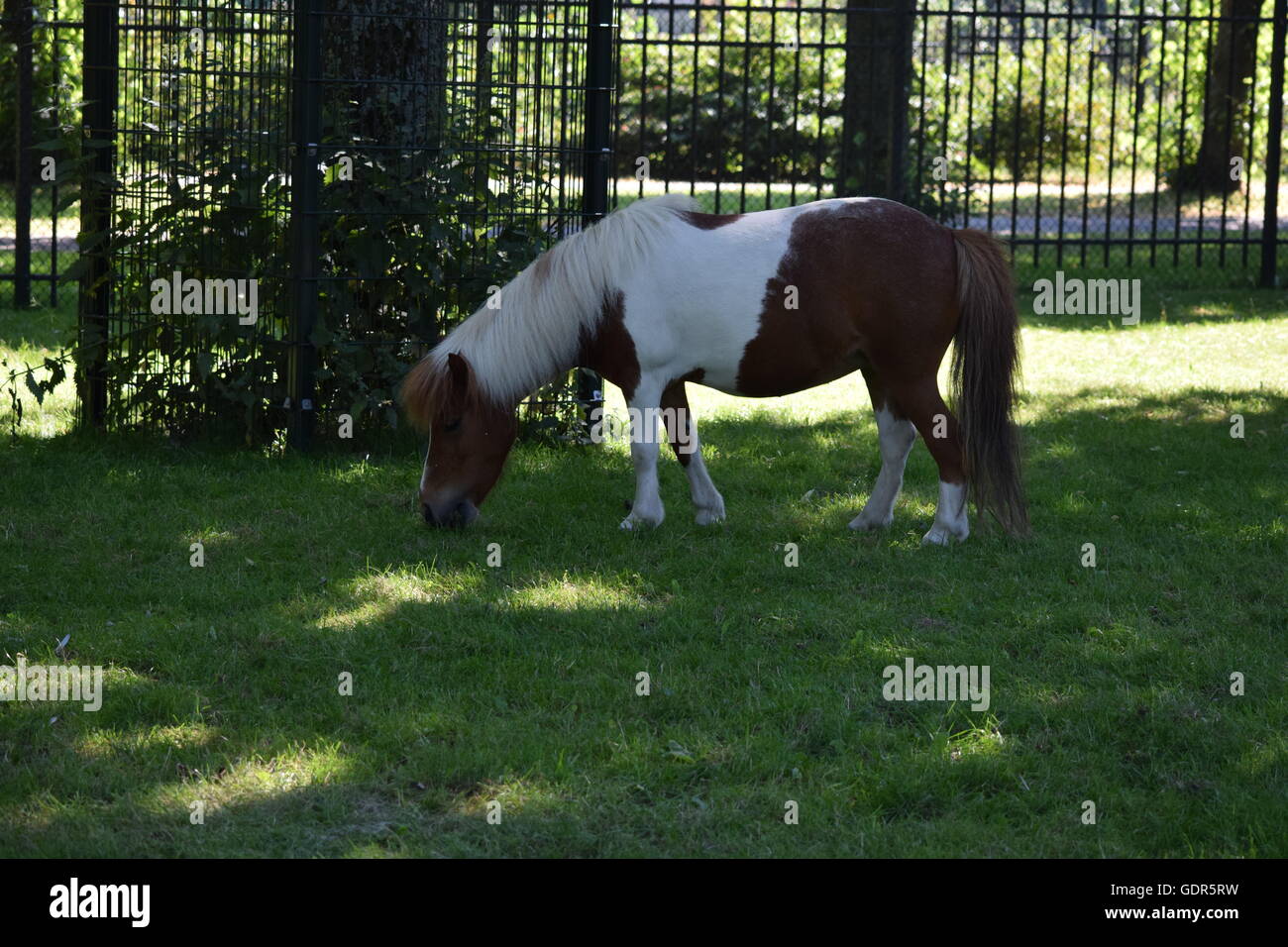 pony in the petting corner Stock Photo - Alamy