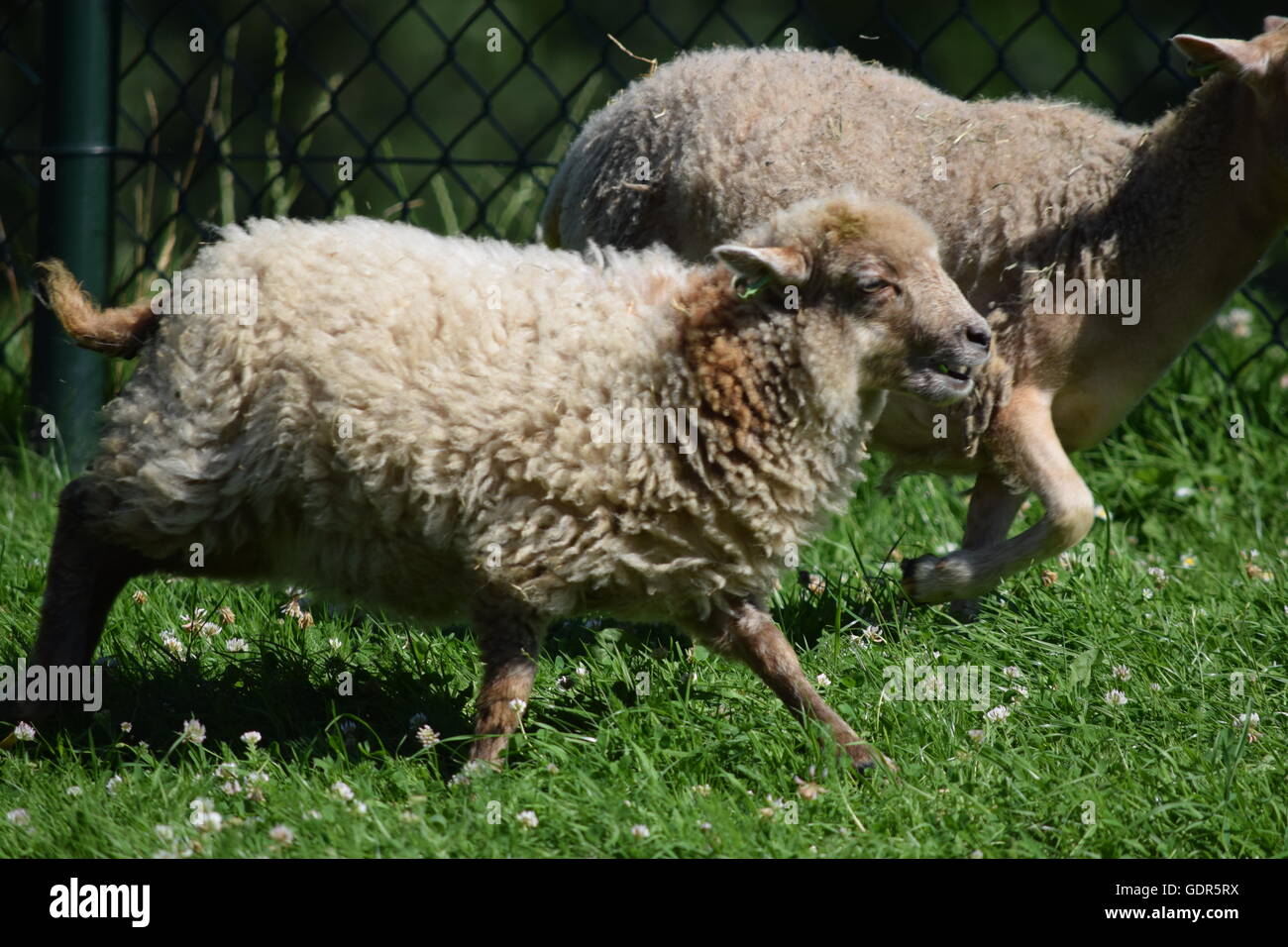 Sheep tails hi-res stock photography and images - Alamy