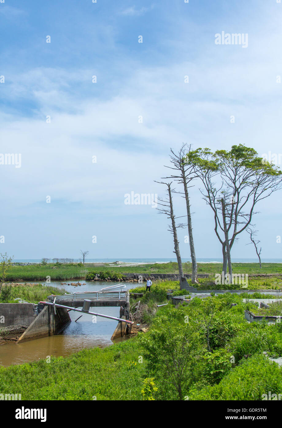 Trees in the highly contaminated area after the daiichi nuclear power ...