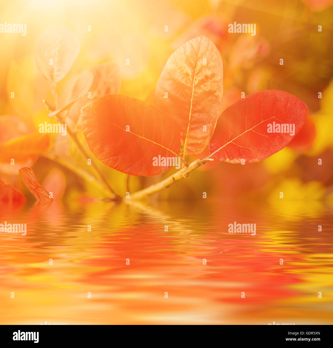 Autumn tree branch Stock Photo - Alamy