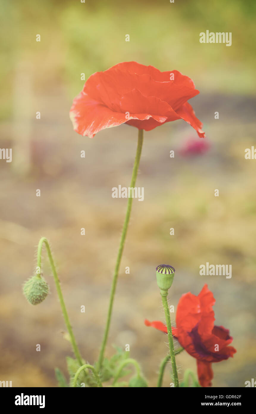 Red spring poppy Stock Photo - Alamy