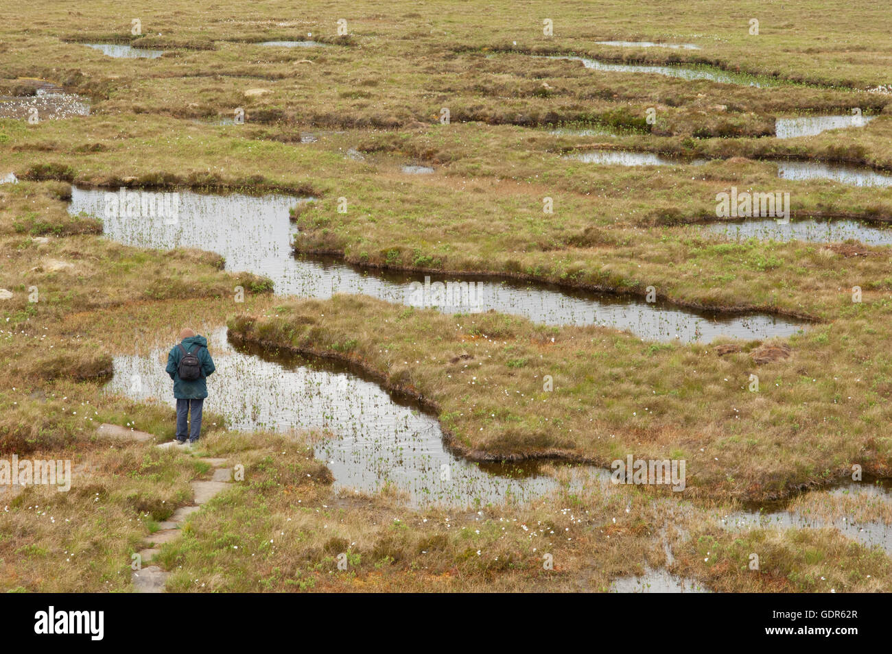 Walker on the Dubh Lochan Trail at Forsinard RSPB Reserve - Sutherland ...