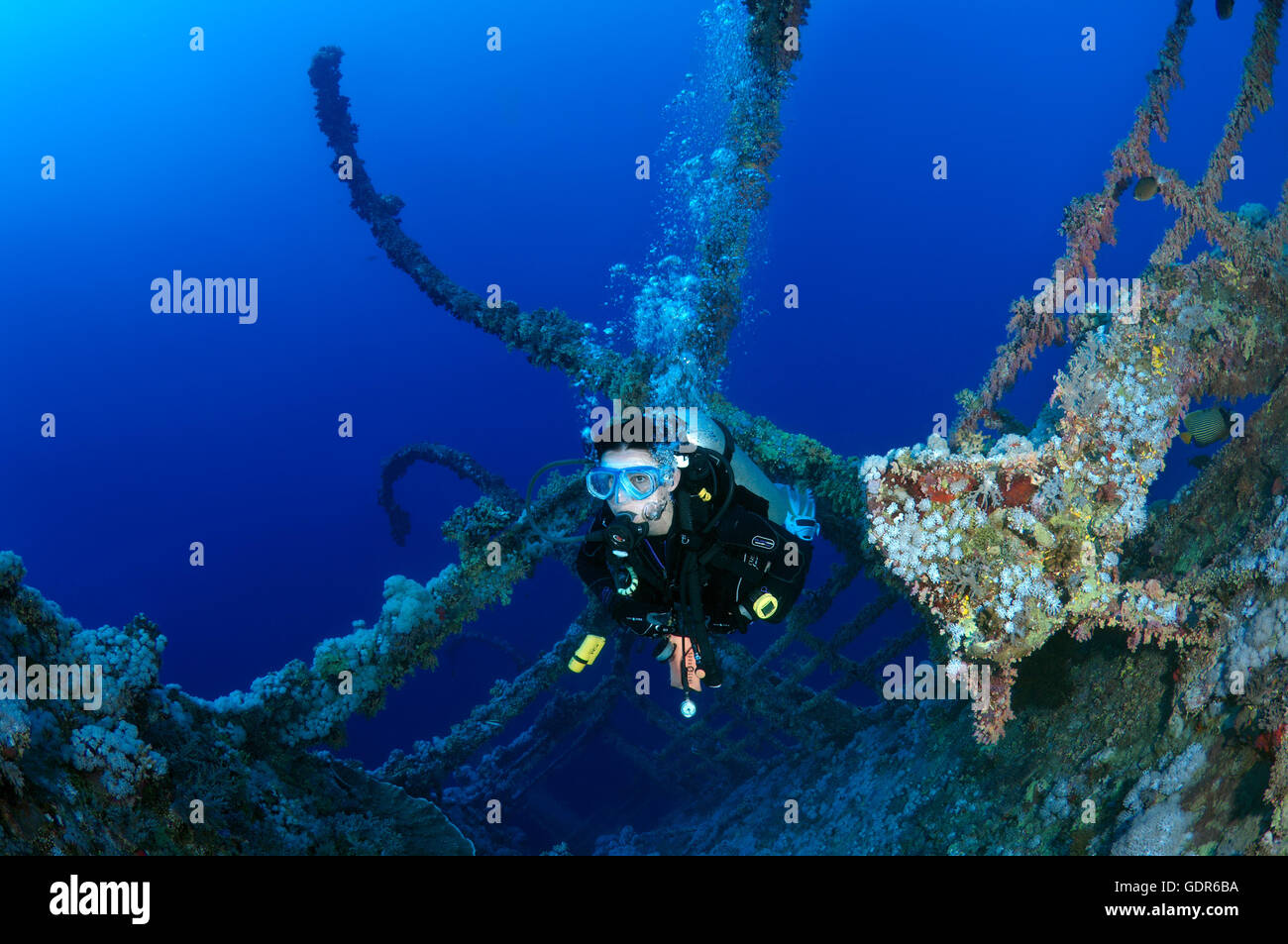 Female scuba diverat the wreck of the Numidia, Big Brother reef ...
