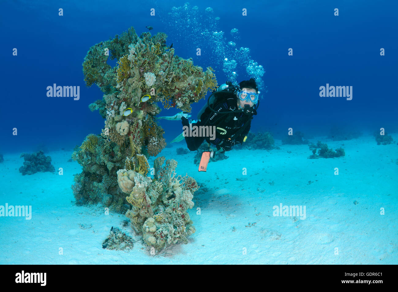 Female scuba diver with a coral reef, Shark Yolanda reef, Ras Mohammed ...