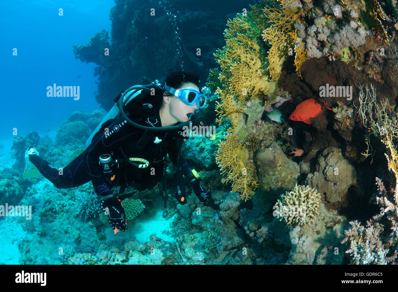 Female scuba diver with a coral reef, Shark Yolanda reef, Ras Mohammed ...