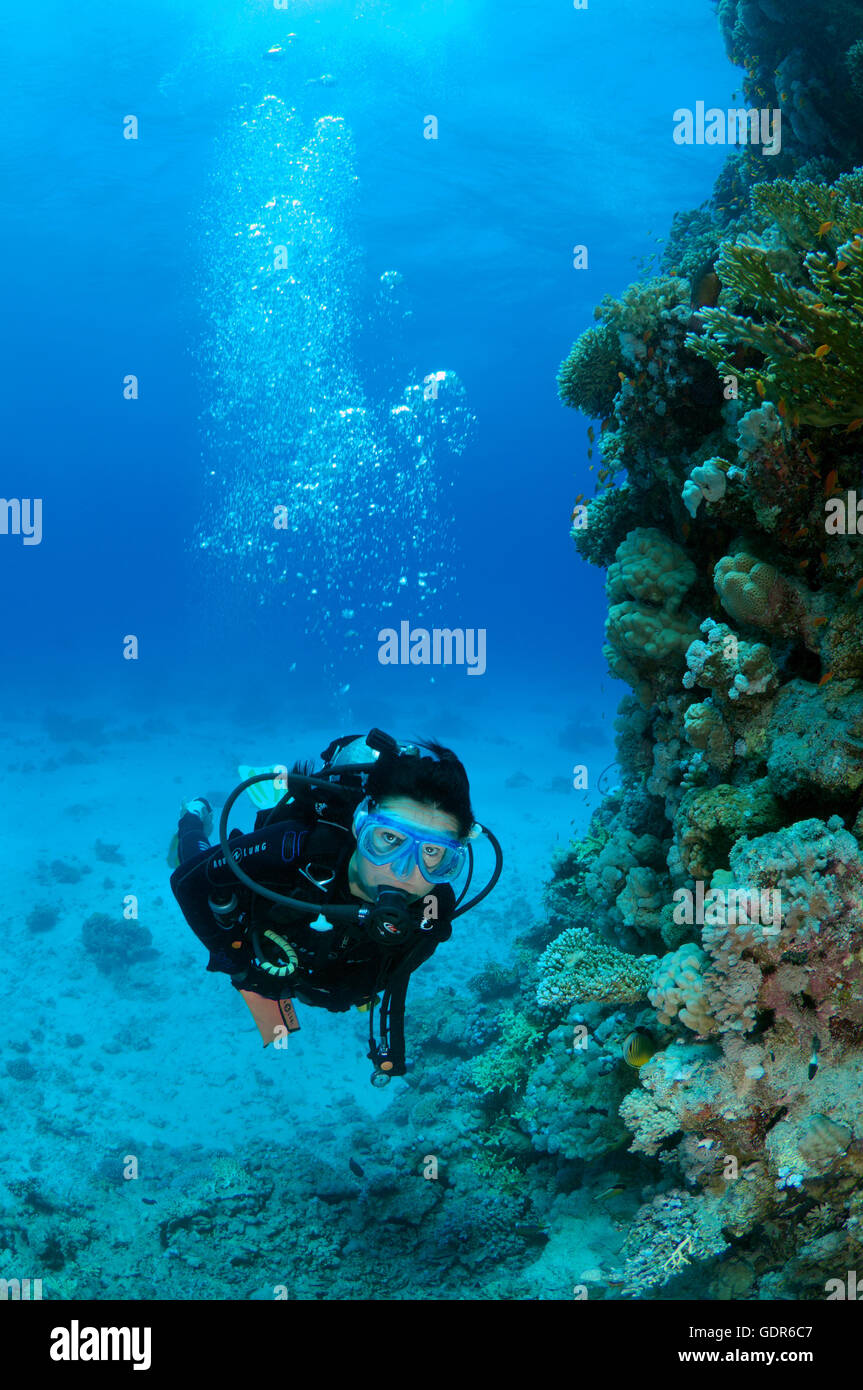 Female scuba diver with a coral reef, Shark Yolanda reef, Ras Mohammed ...