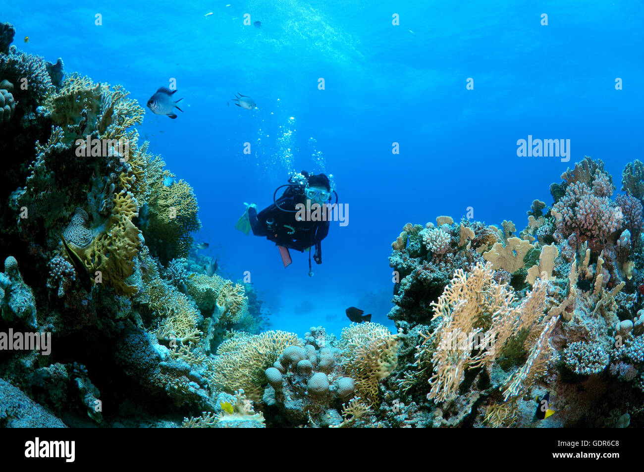 Female scuba diver with a coral reef, Shark Yolanda reef, Ras Mohammed ...