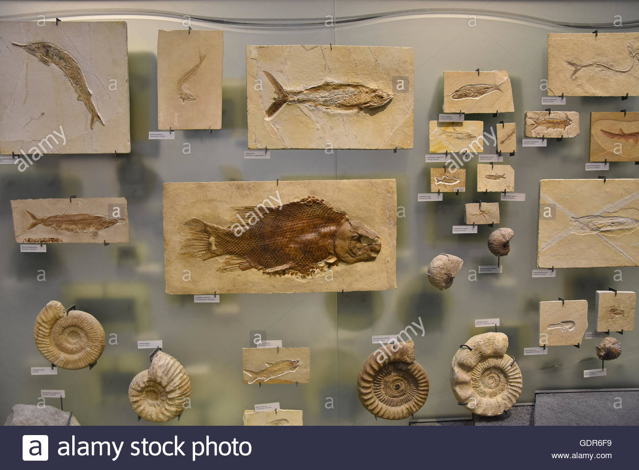 Marine Fossils High Resolution Stock Photography and Images - Alamy