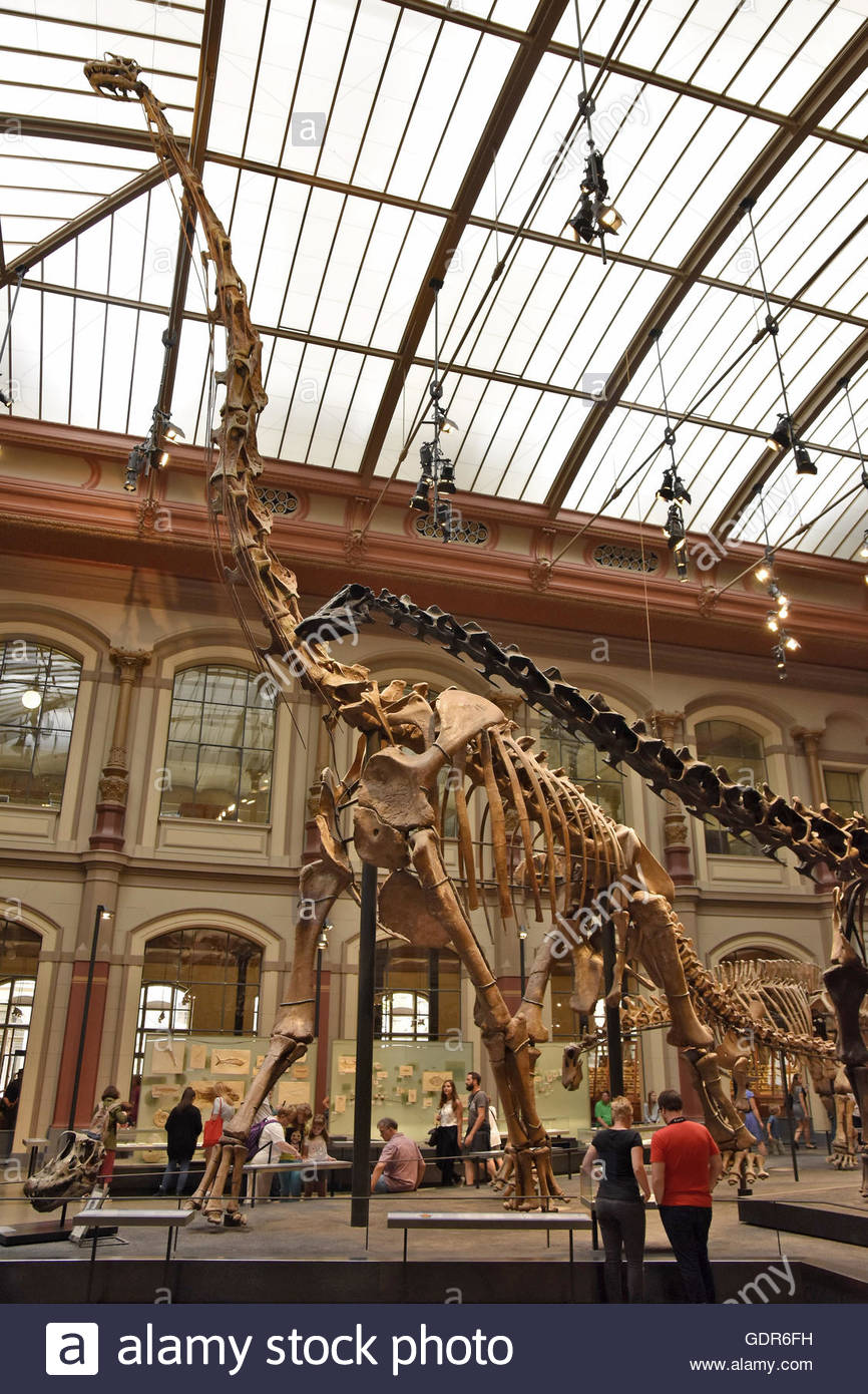 Dinosaur Skeletons Stock Photos & Dinosaur Skeletons Stock Images - Alamy