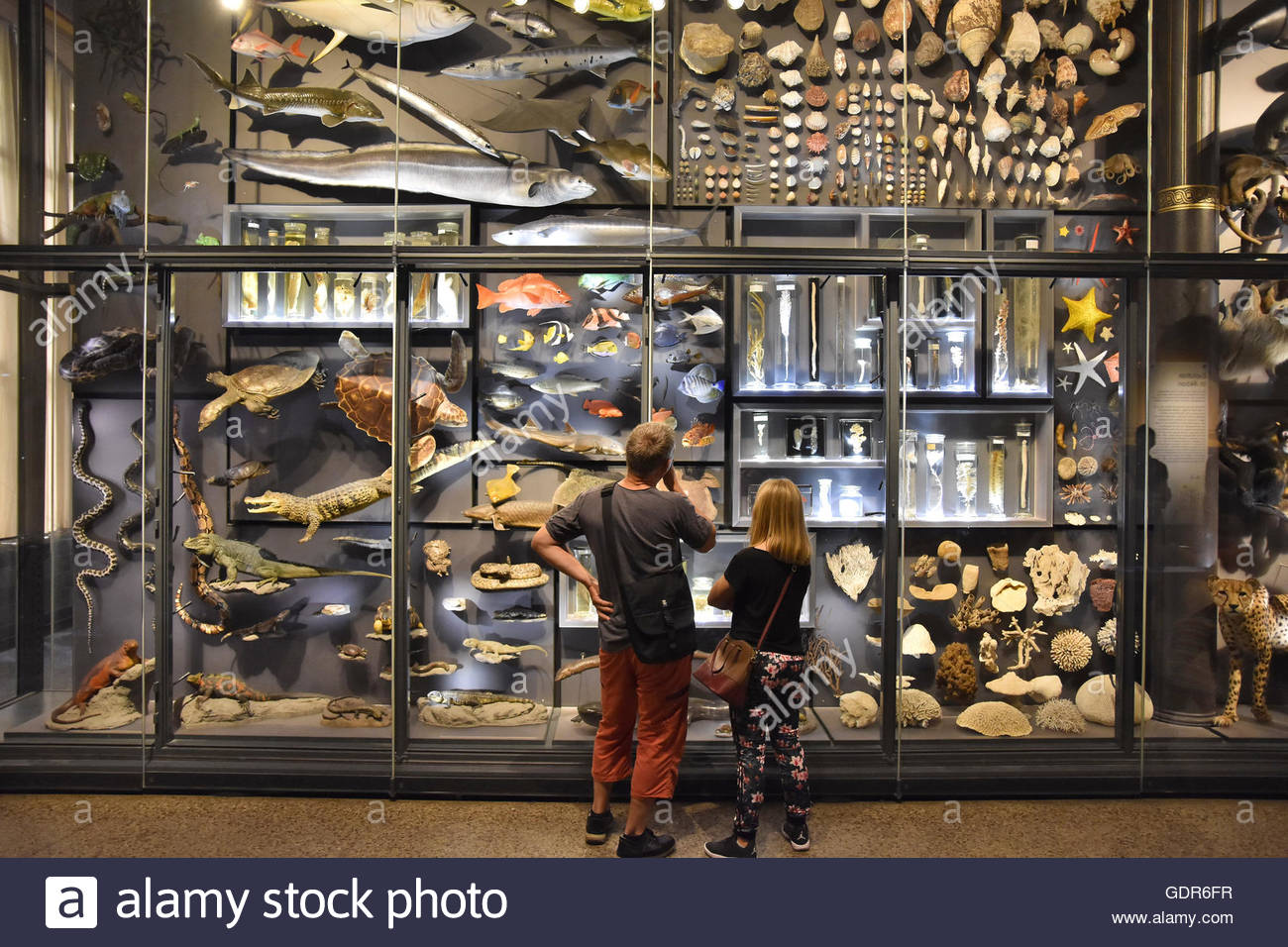 Berlin Natural History Museum Stock Photos & Berlin Natural History ...
