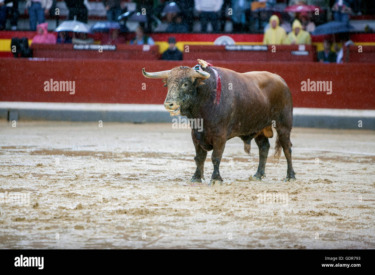 Jaen, SPAIN -October 18, 2008: Capture of the figure of a brave bull of ...