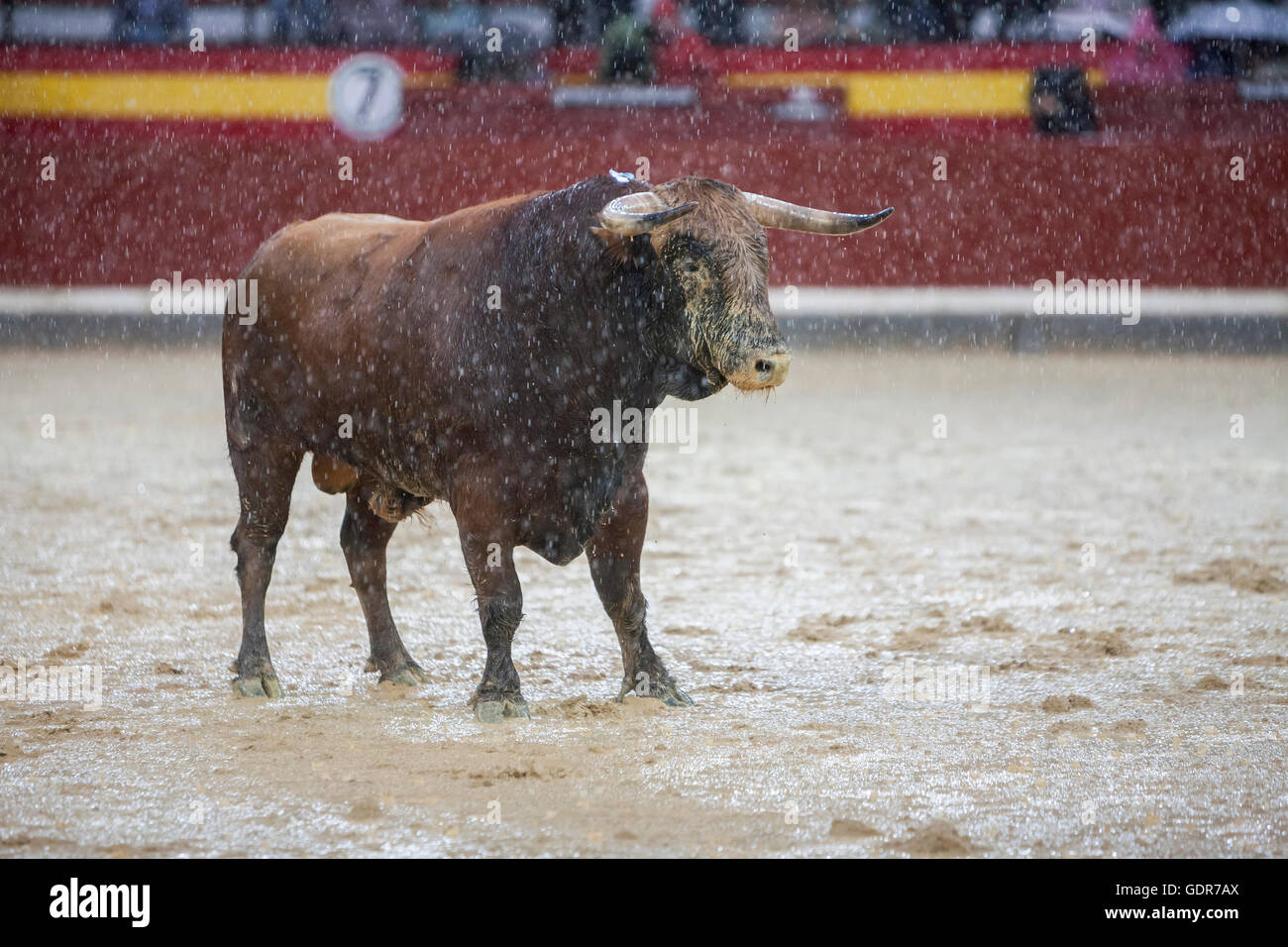 Capture of the figure of a brave bull of hair brown color in a ...