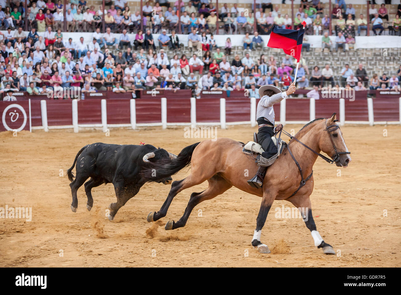 Spanish bullfighter on horseback Leonardo Hernandez putting the bull ...