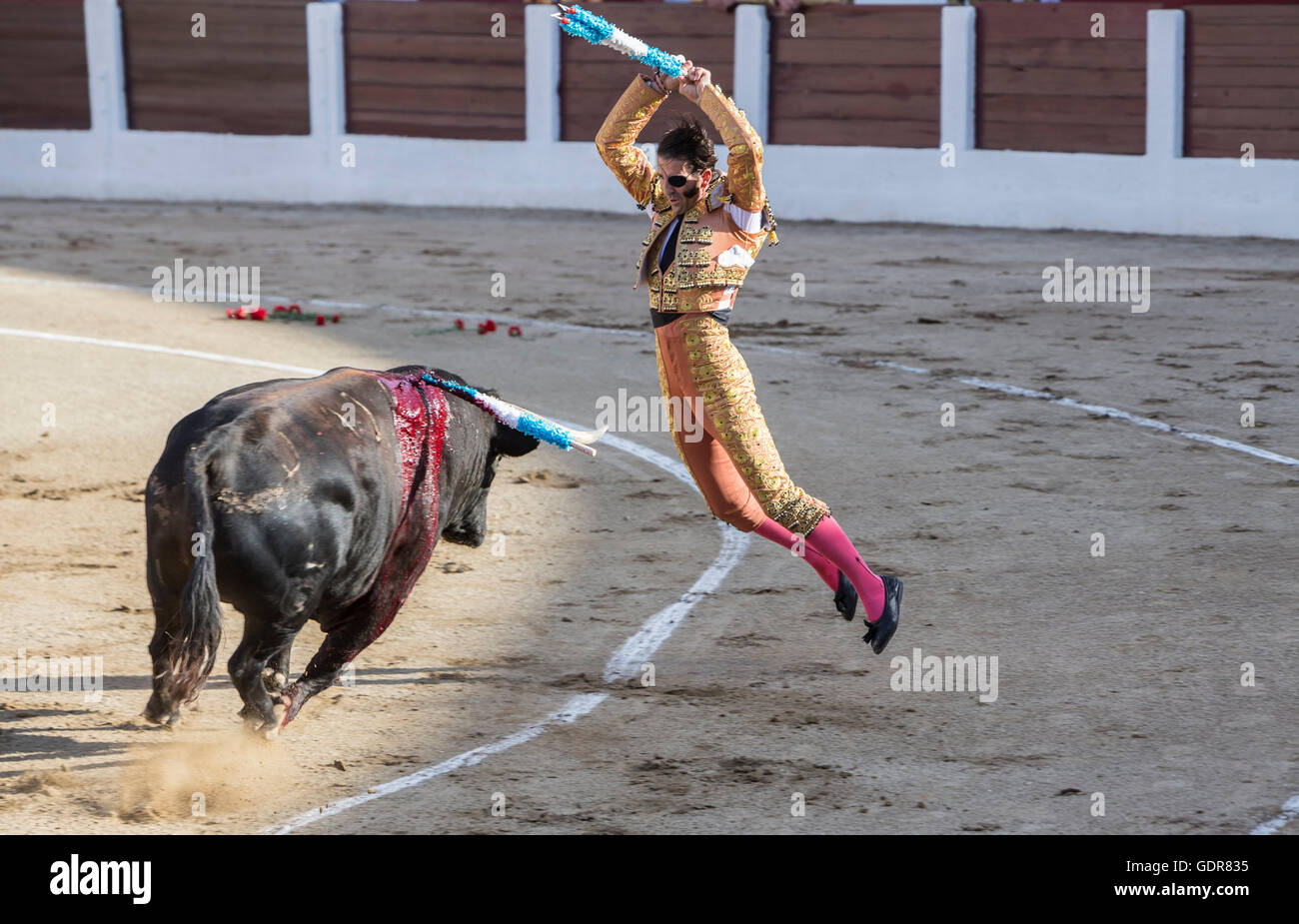 Spainish bullfighter Juan Jose Padilla fixing banderillas to the bull ...