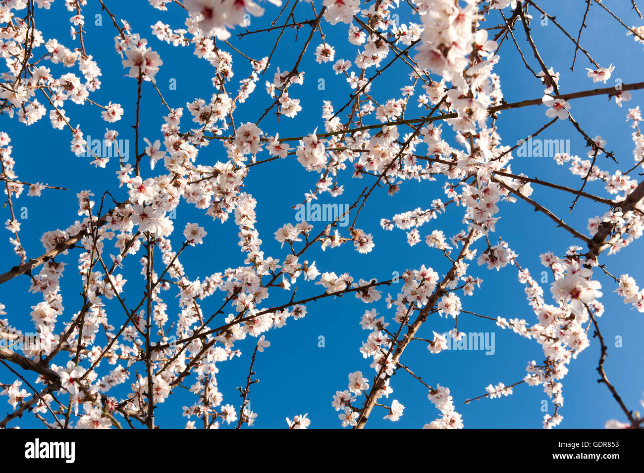 Flowers in almond tree with blue background. Horizontal format Stock ...