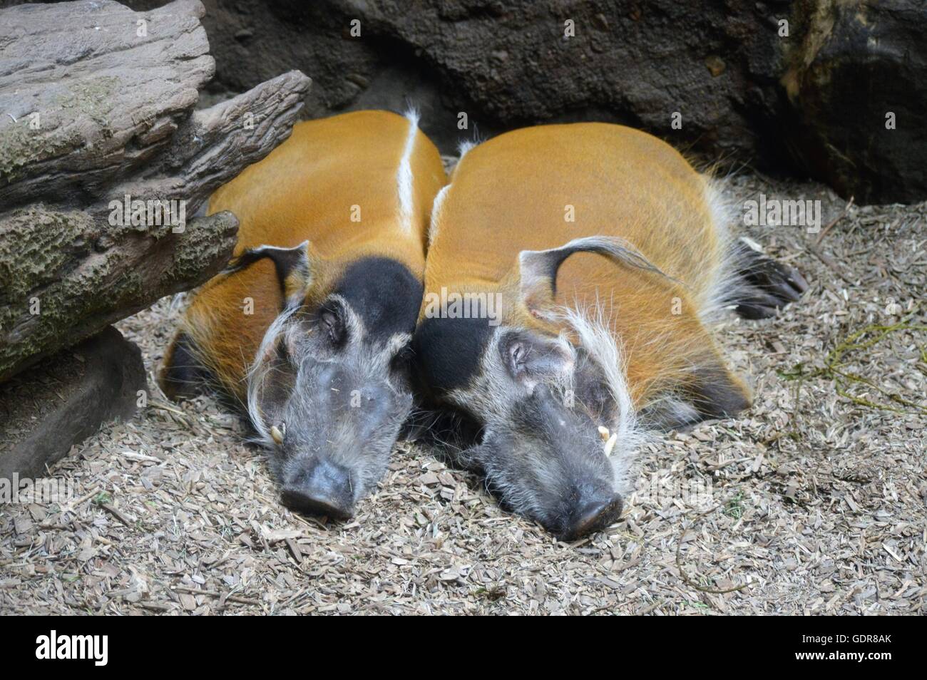 Two hogs hi-res stock photography and images - Alamy