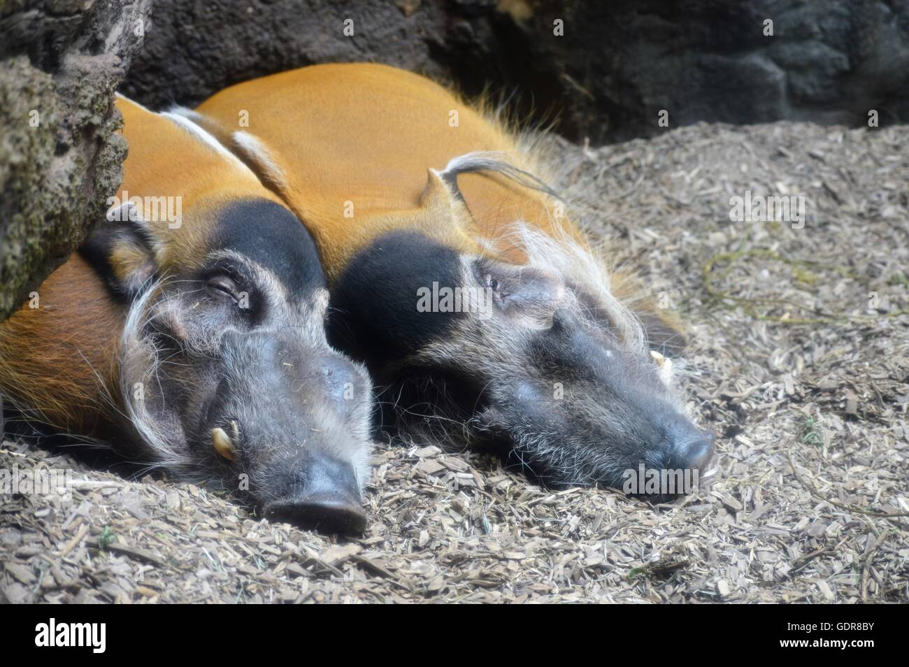 Two hogs hi-res stock photography and images - Alamy