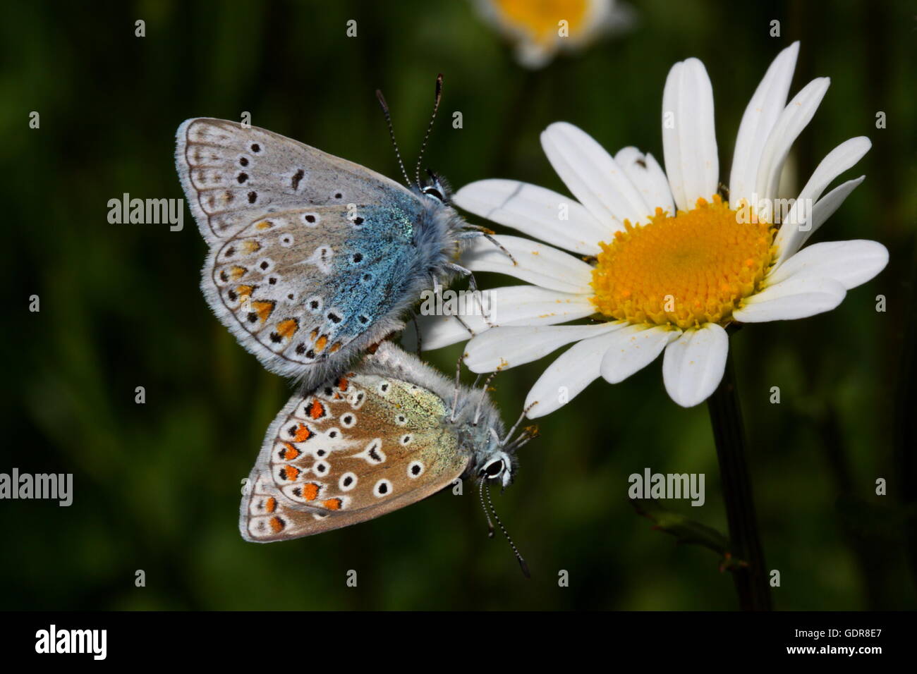 Mating (pairing) Common Blue Butterflies Stock Photo - Alamy