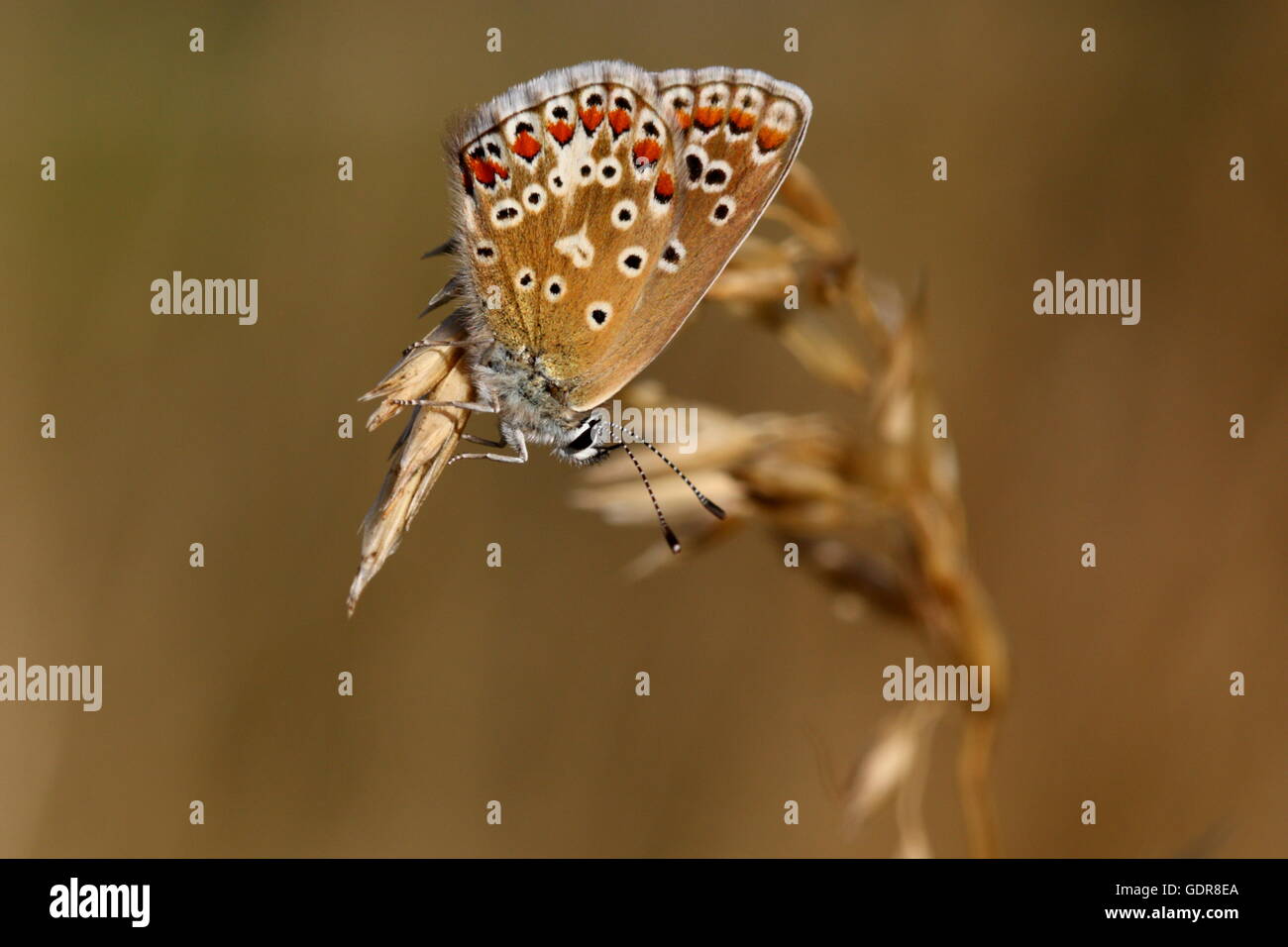Female Common Blue Butterfly Stock Photo - Alamy