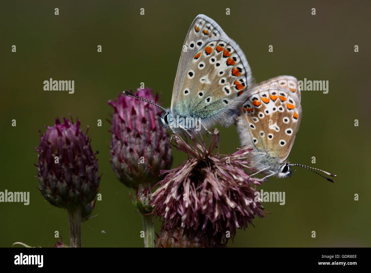 Mating (pairing) Common Blue Butterflies Stock Photo - Alamy