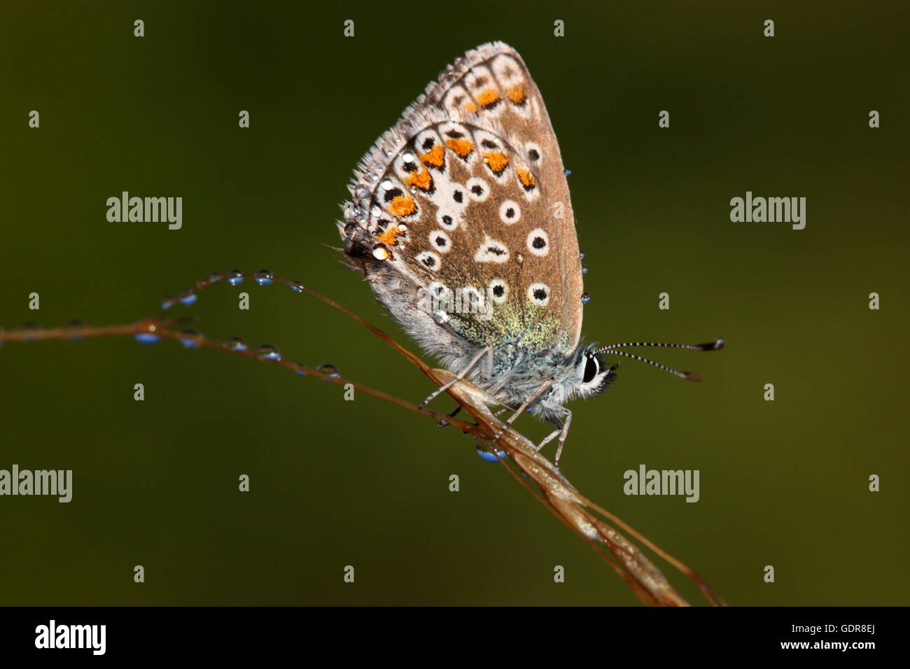 Male Common Blue Butterfly Stock Photo - Alamy