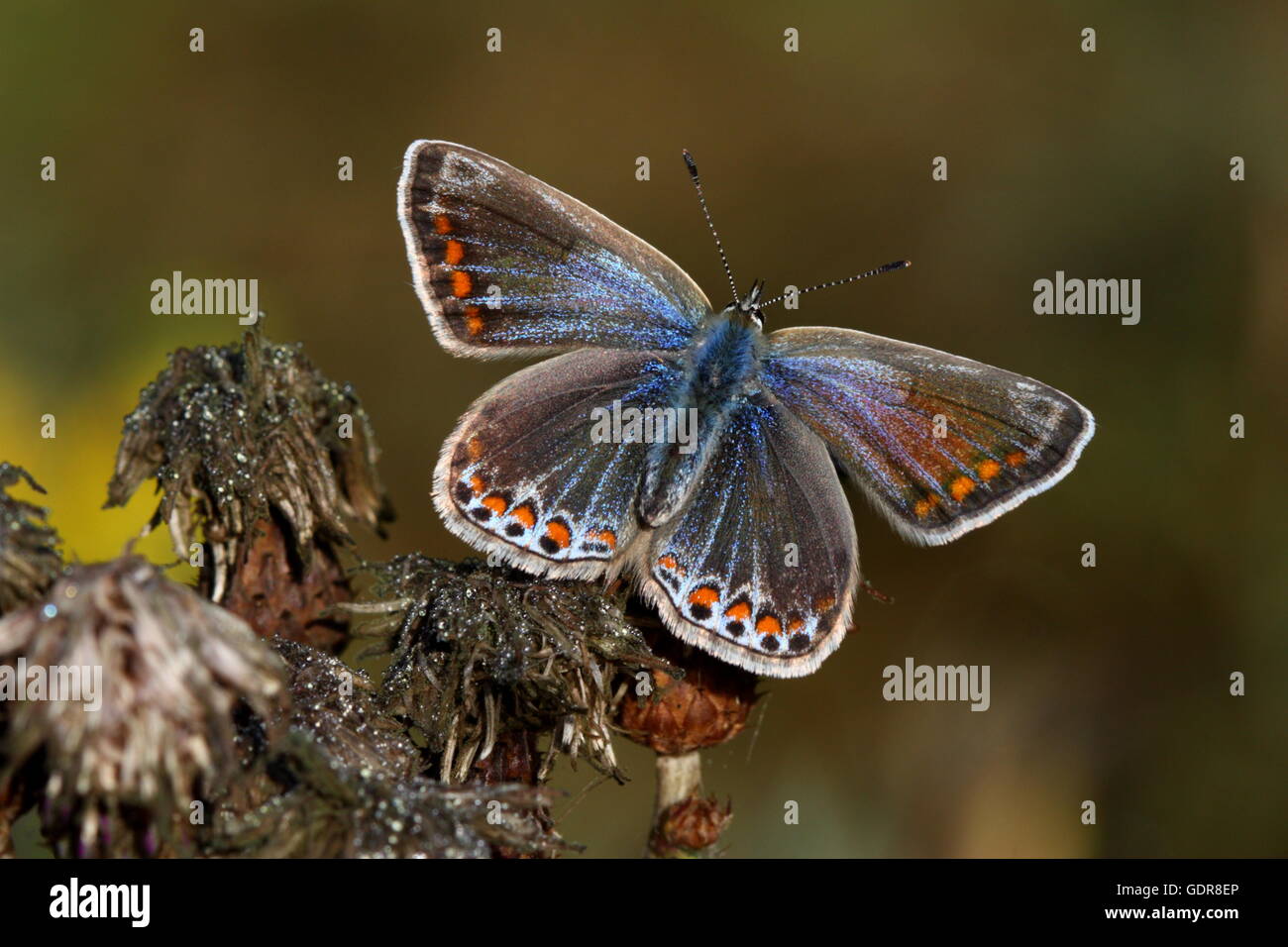 Female Common Blue Butterfly Stock Photo - Alamy
