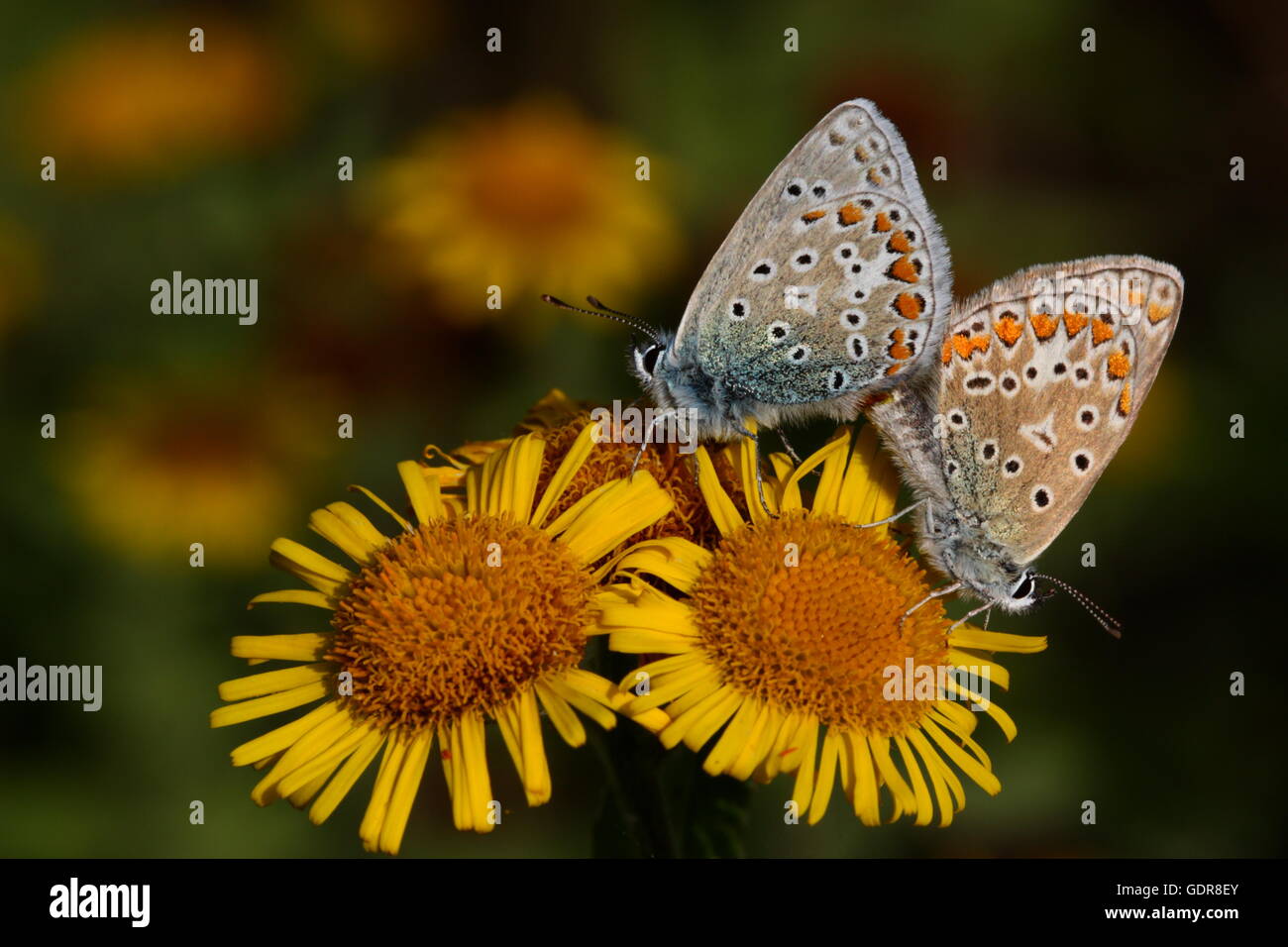 Mating (pairing) Common Blue Butterflies Stock Photo - Alamy