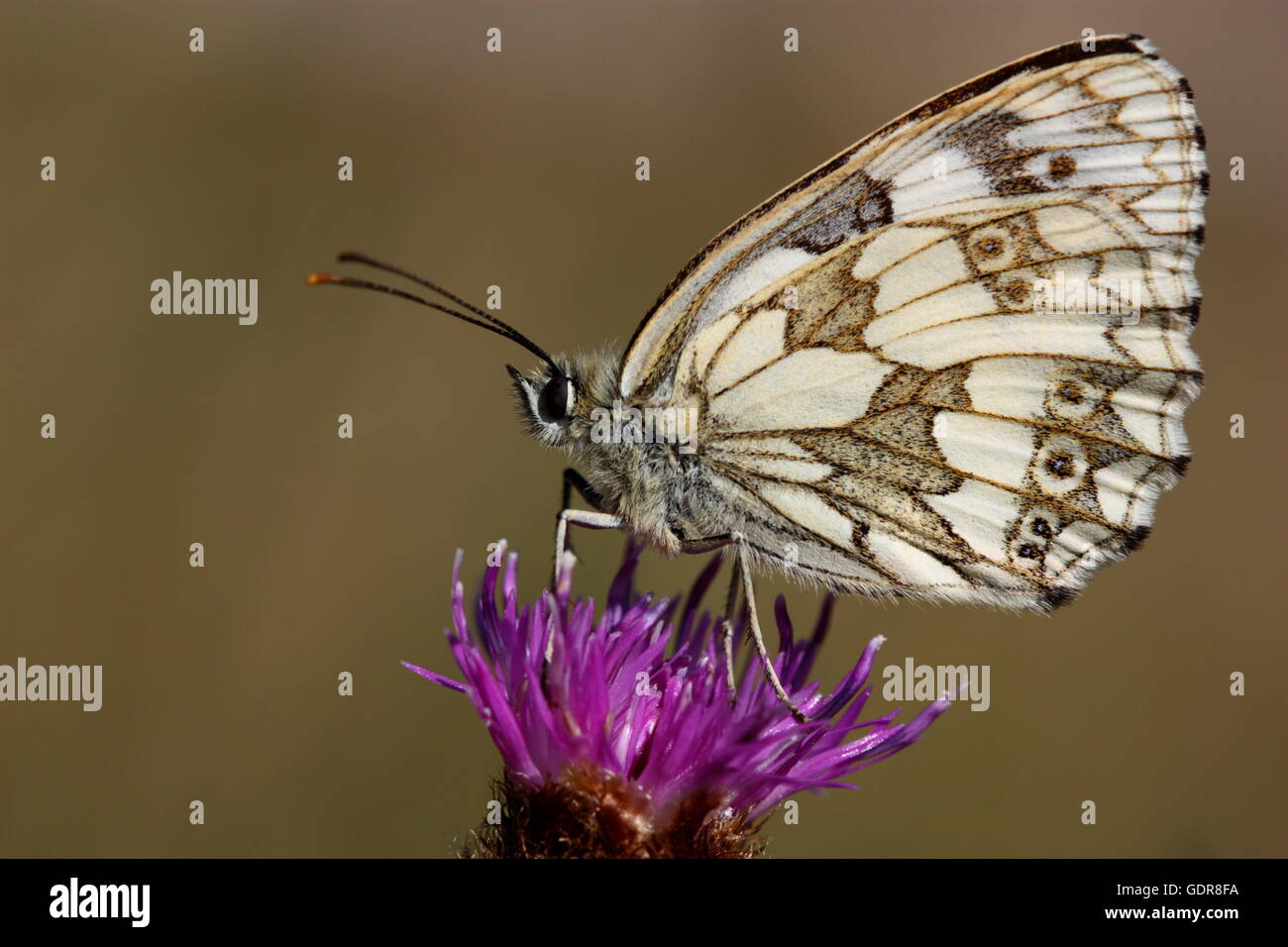 Female Marbled White Butterfly Stock Photo - Alamy