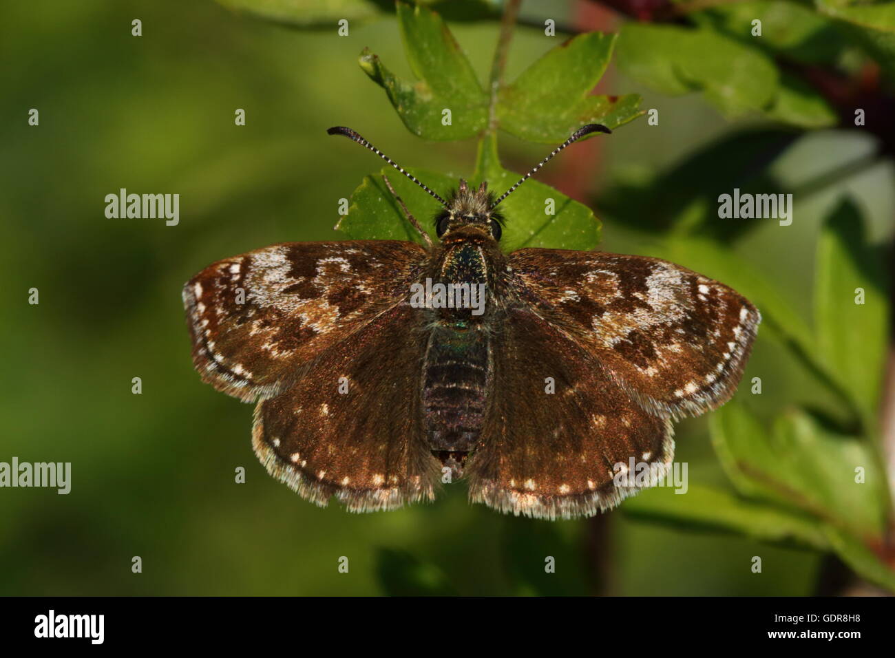 Dingy skipper butterfly hi-res stock photography and images - Alamy