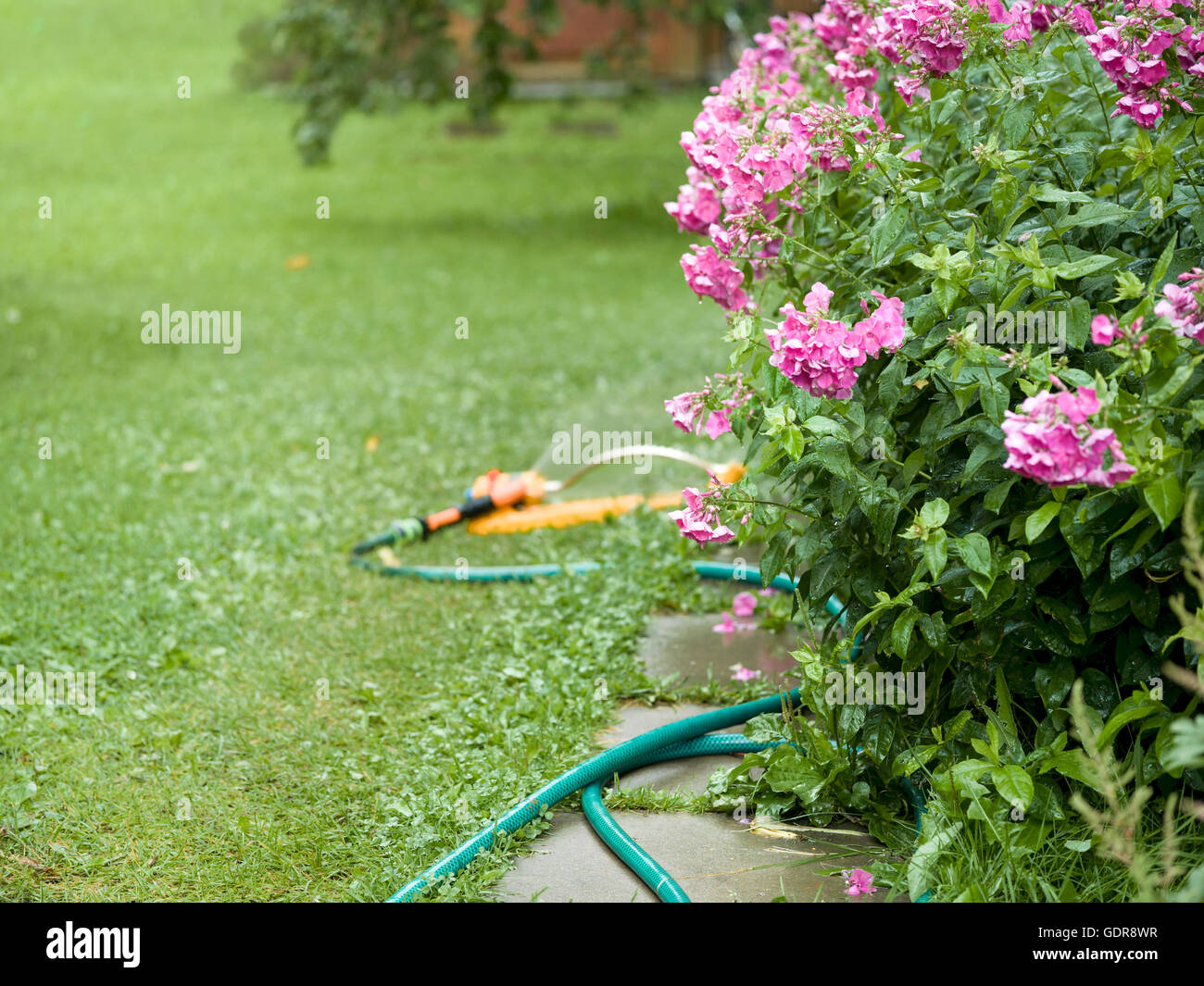 A bunch of beautiful blossoming phlox in focus, a lawn and garden hose ...