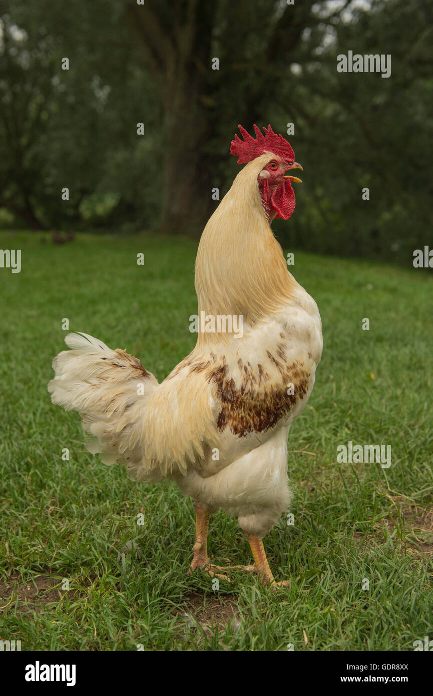 Resident Chicken at a local beauty spot Stock Photo - Alamy