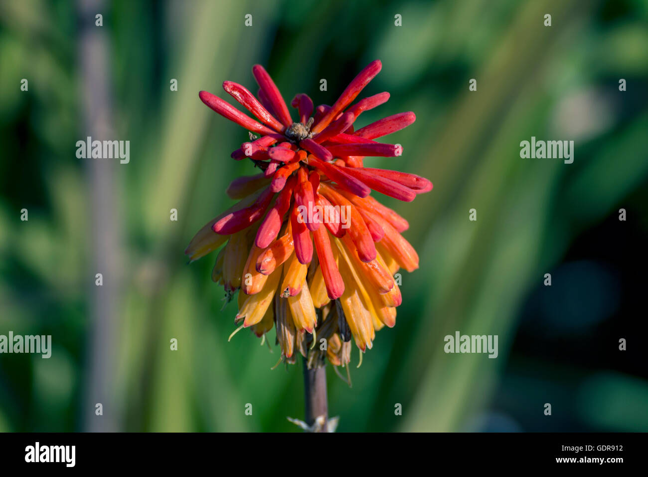 Beautiful flower of nature Stock Photo - Alamy