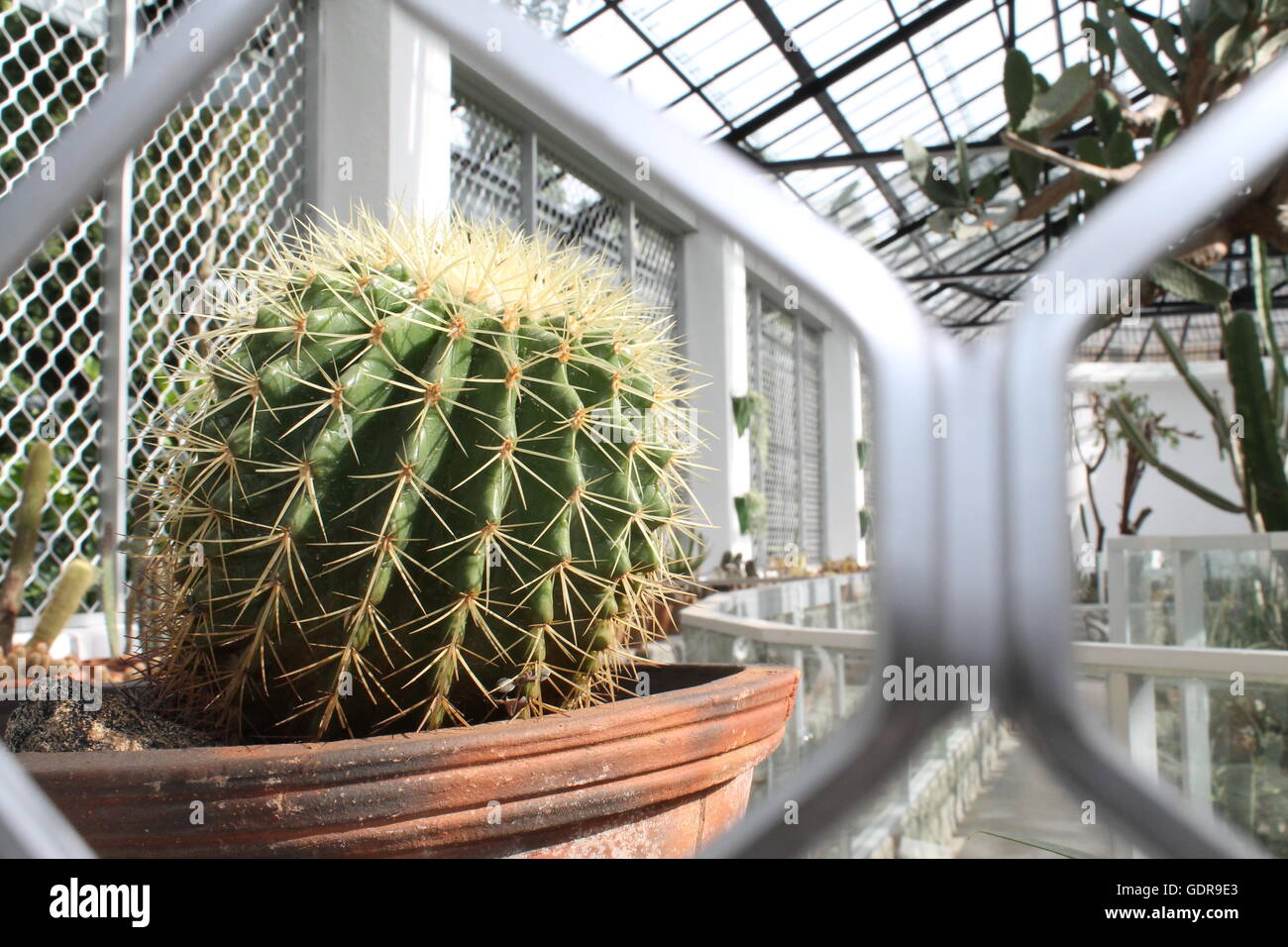 Young cactus hi-res stock photography and images - Alamy