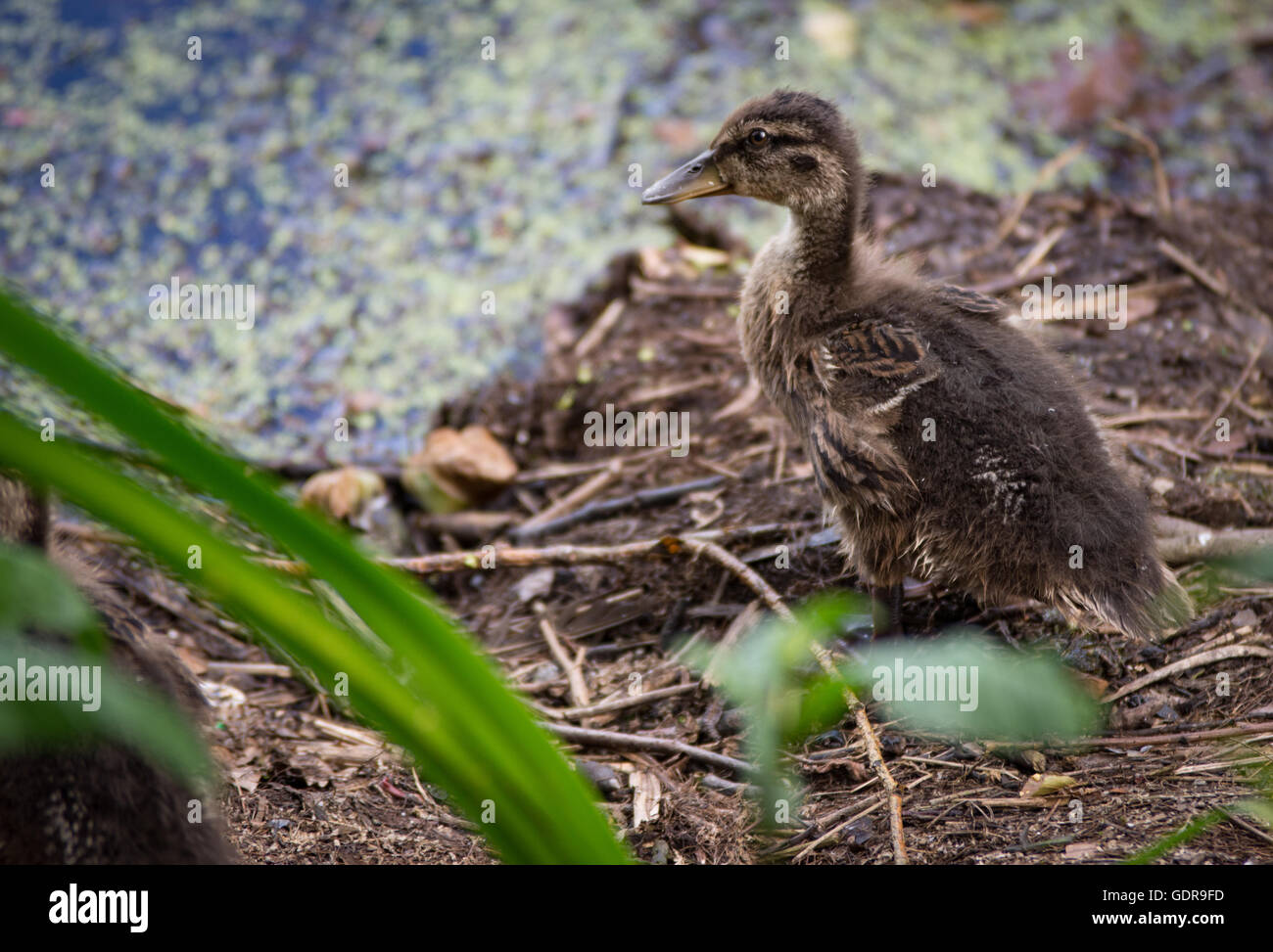 Adolescent duck hi-res stock photography and images - Alamy