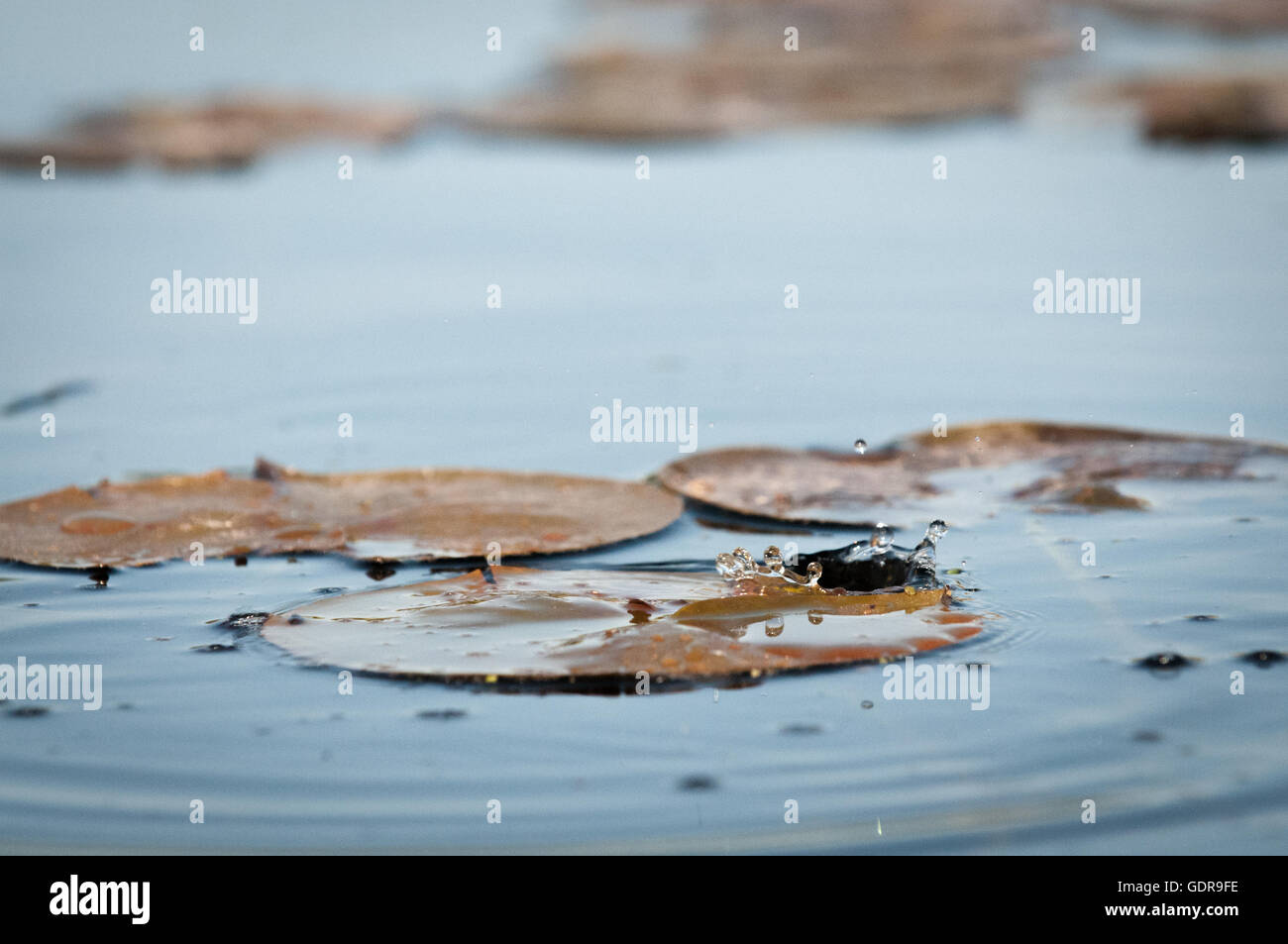 Water Droplets Falling On A Pond Stock Photo - Alamy