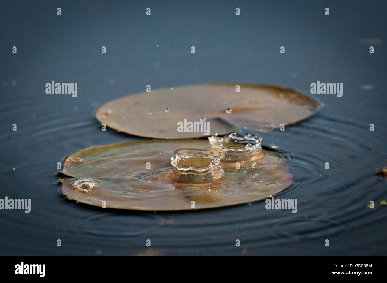 Lily drop hi-res stock photography and images - Alamy