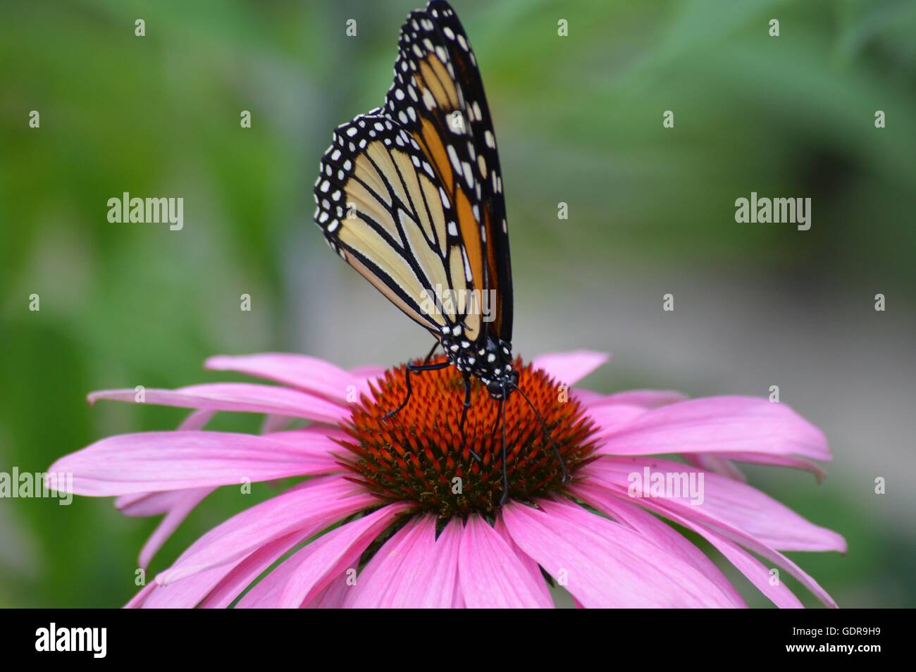 Monarch butterfly purple coneflower hi-res stock photography and images ...