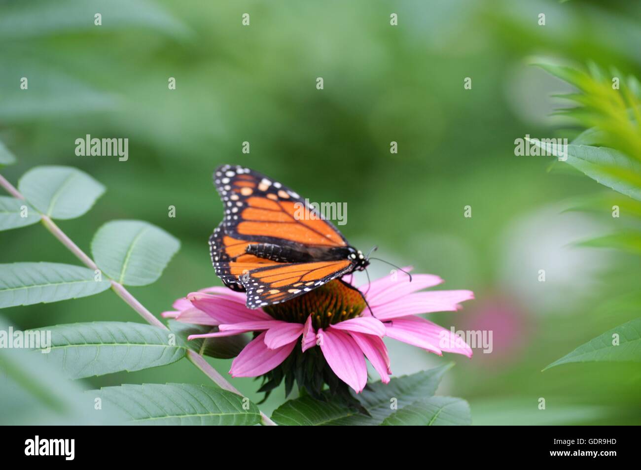 Monarch butterfly on a coneflower Stock Photo - Alamy