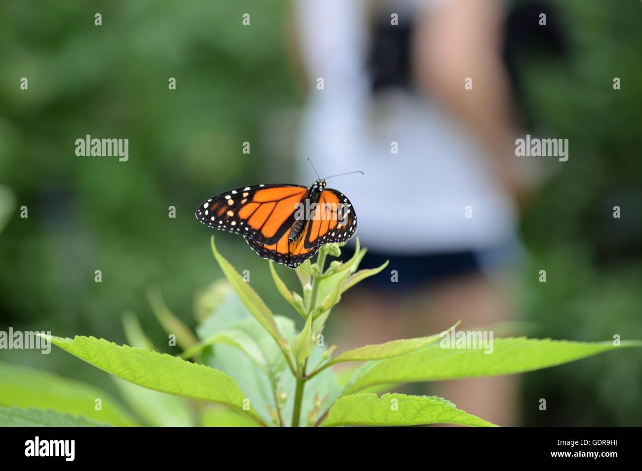 Monarch butterfly on a coneflower Stock Photo - Alamy