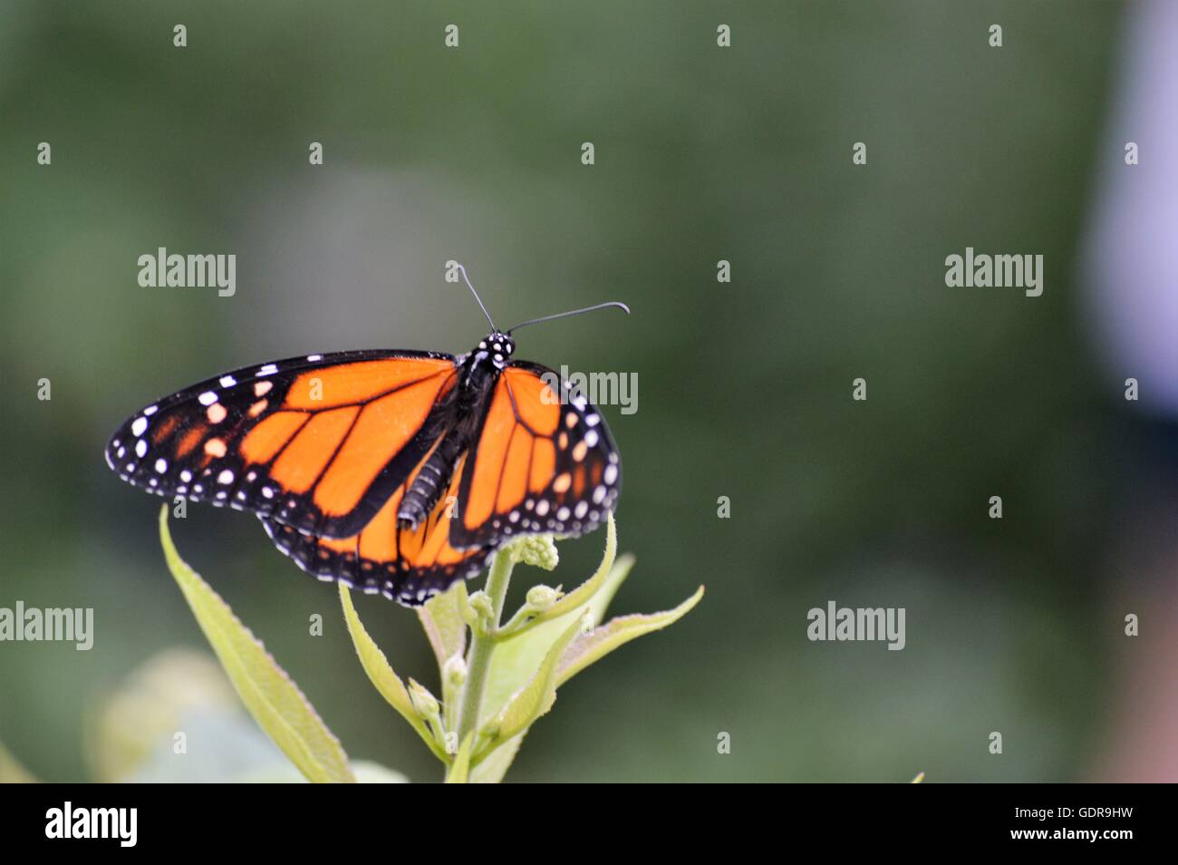 Monarch butterfly on a coneflower Stock Photo - Alamy