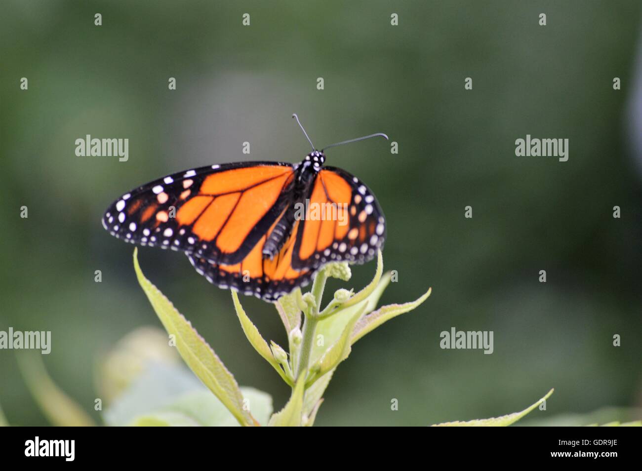 Monarch butterfly on a coneflower Stock Photo - Alamy