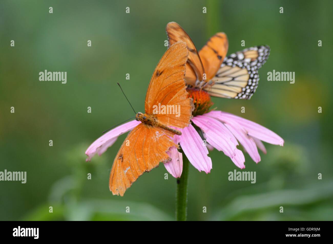 Monarch butterfly on a coneflower Stock Photo - Alamy